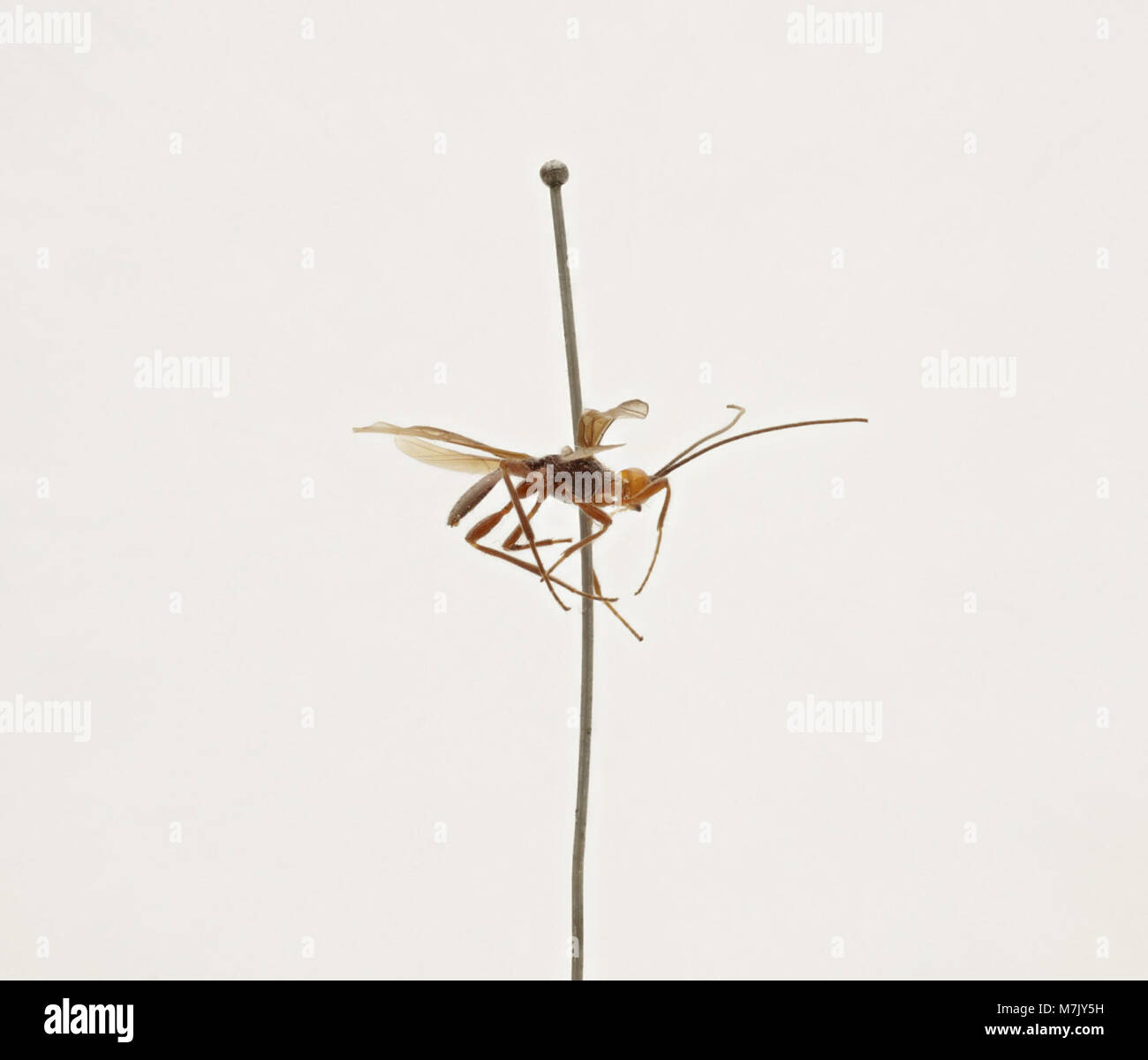 An image of Doryctes fulviceps, a species of wasp from the family ...