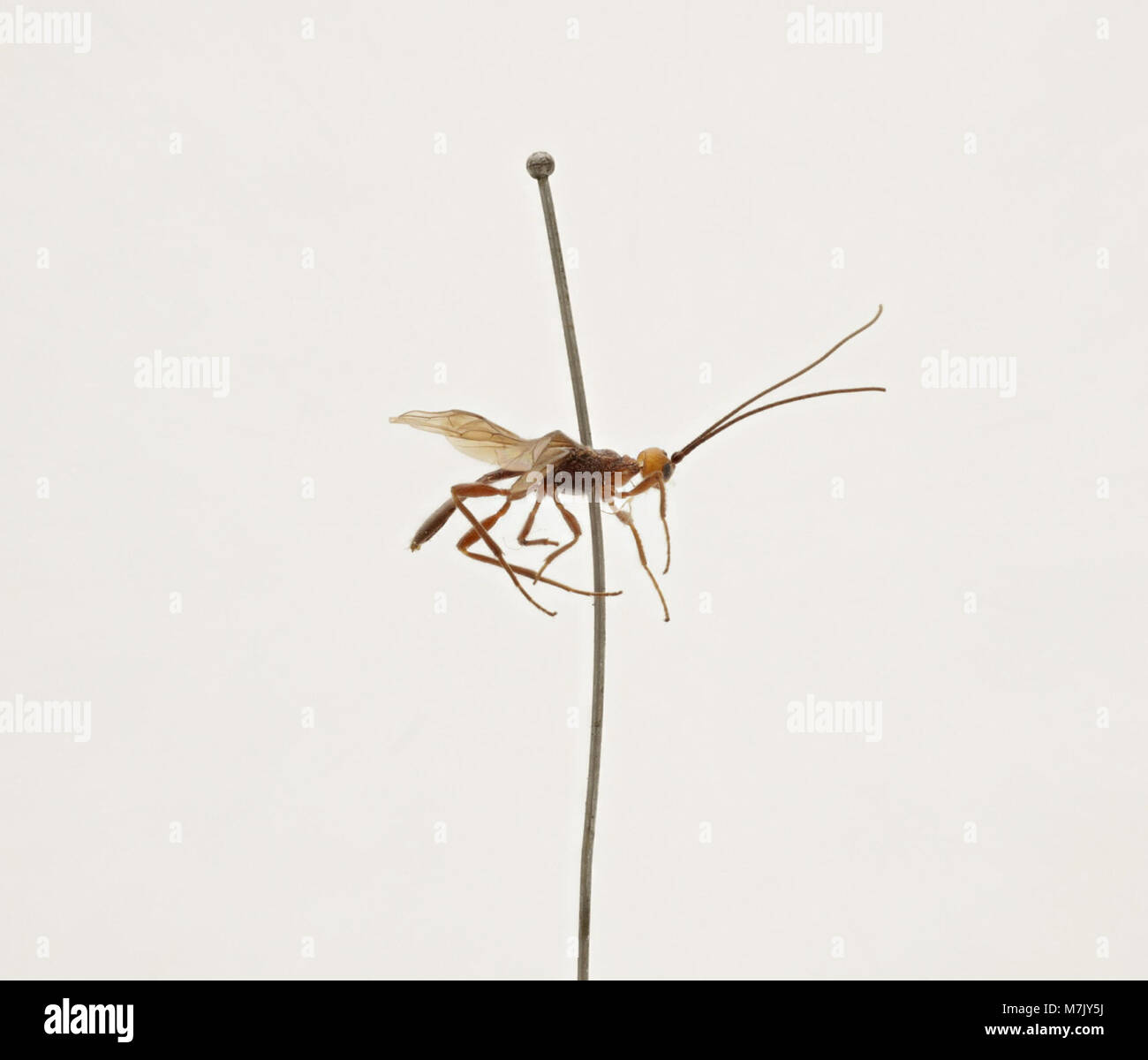 Doryctes fulviceps is a species of parasitic wasp. This image ...