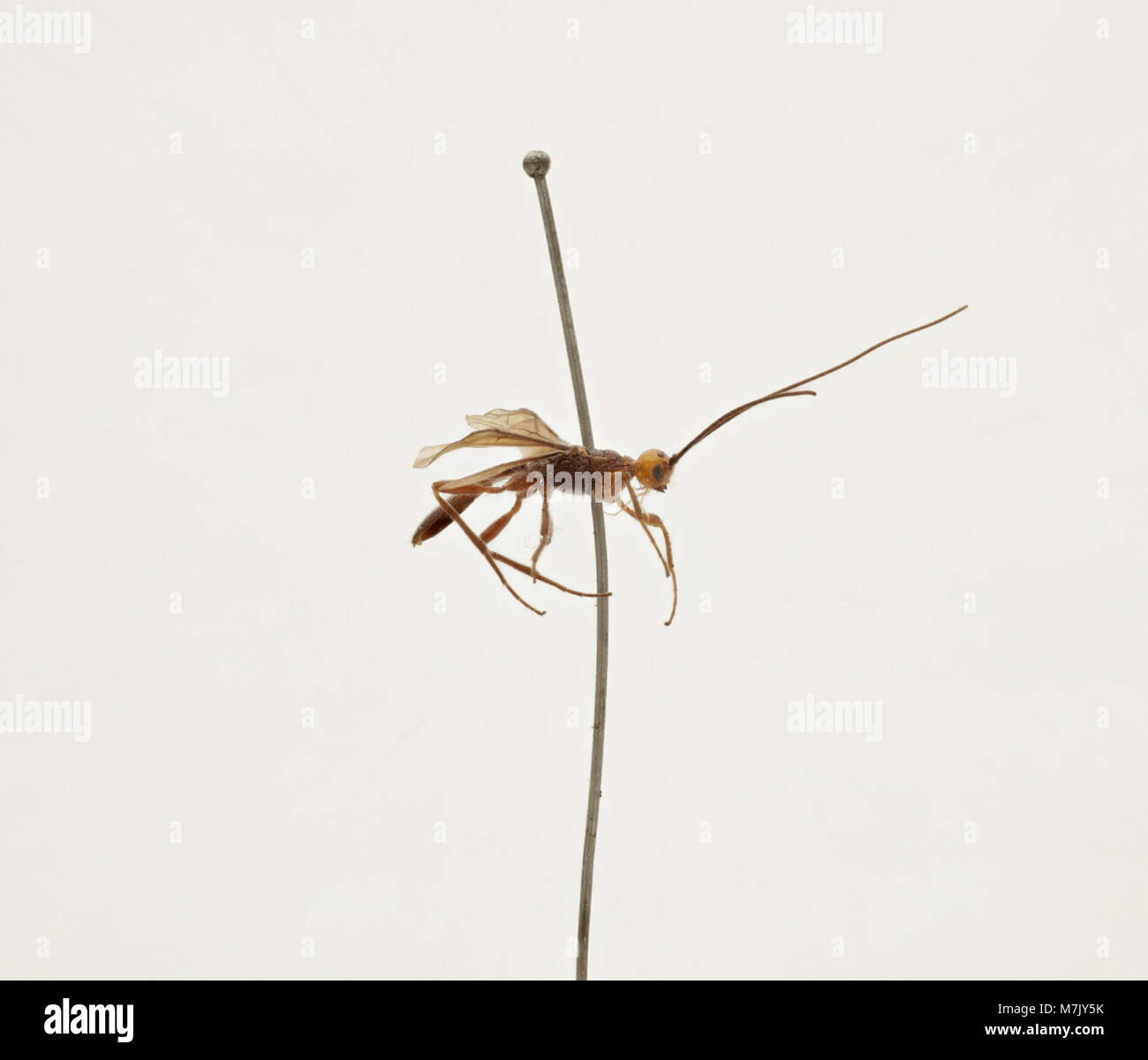 A scientific photograph of the species Doryctes fulviceps, documenting ...