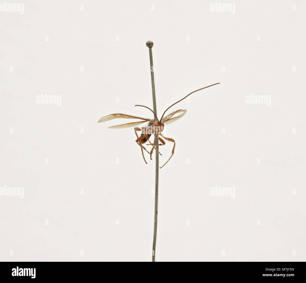Doryctes fulviceps is a species of parasitic wasp, shown here in a ...