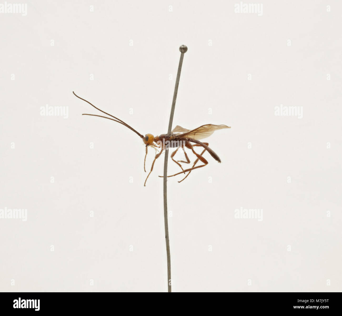 An image of the insect species *Doryctes fulviceps*, identified in ...