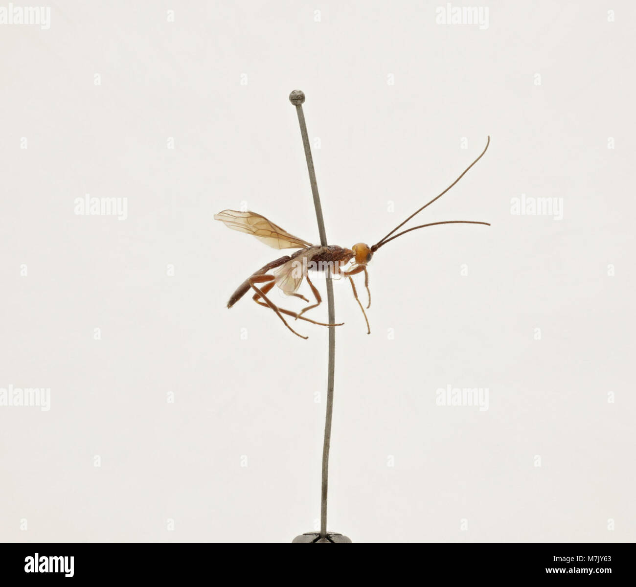 Doryctes fulviceps is a species of parasitic wasp belonging to the ...