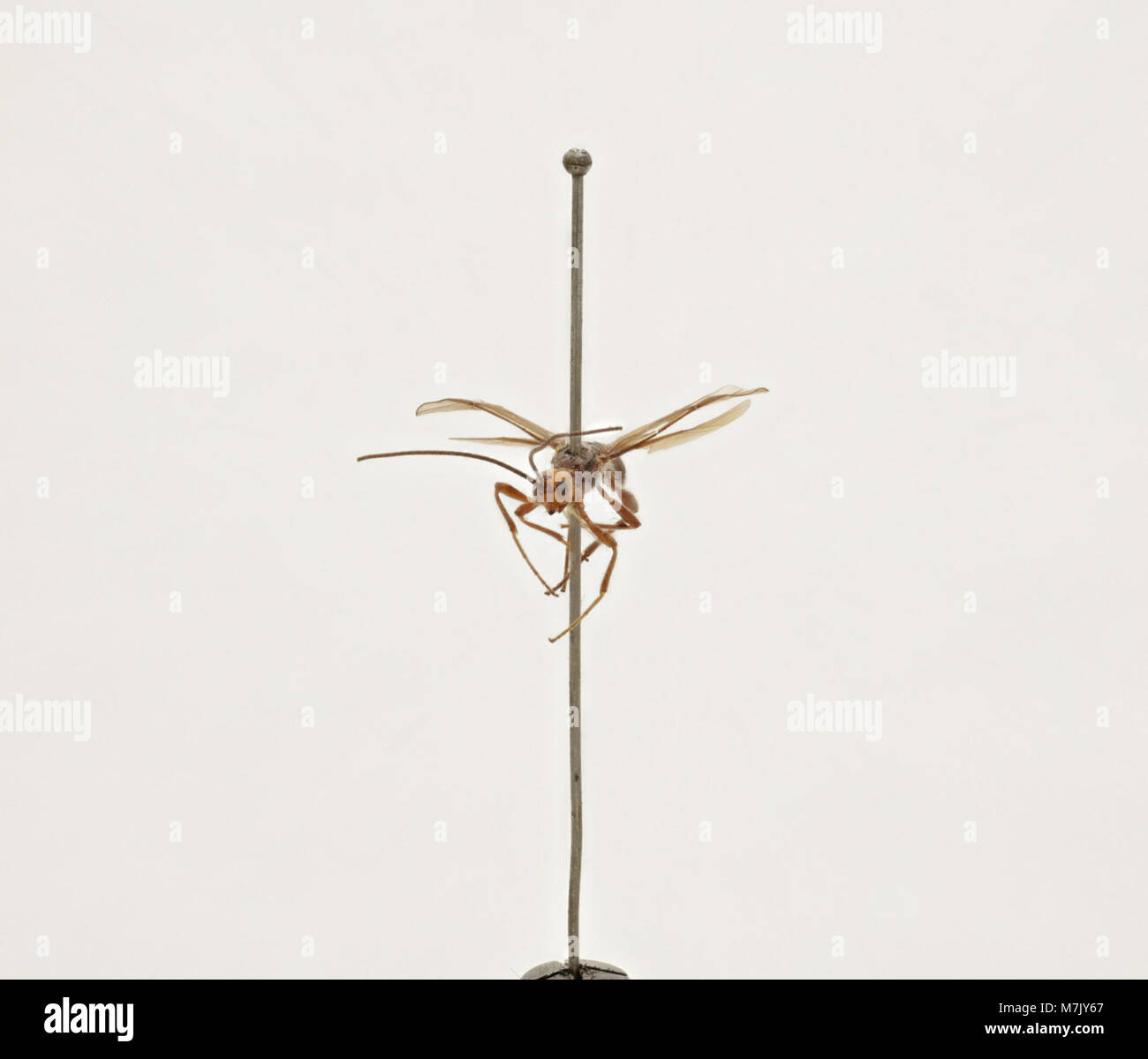 This image features Doryctes fulviceps, a species of parasitic wasp ...