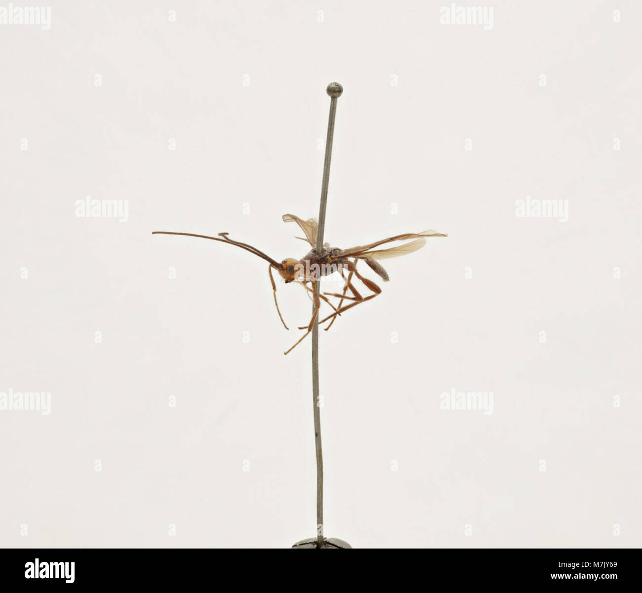 This image depicts Doryctes fulviceps, a species of parasitic wasp. It ...