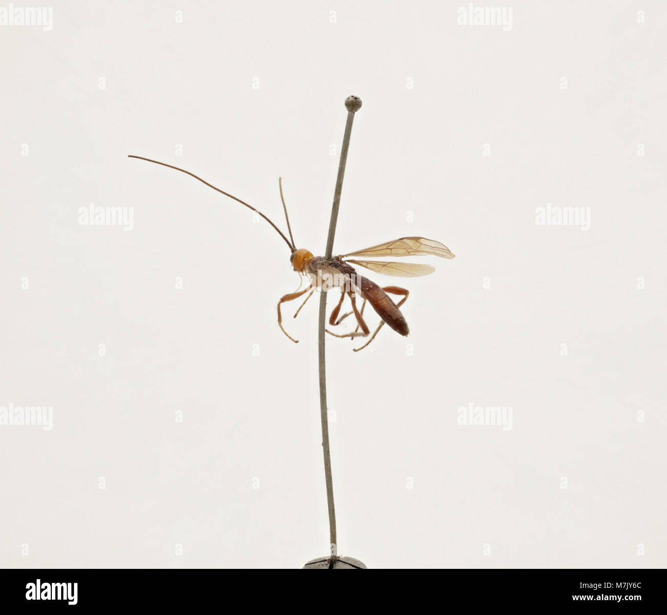 Doryctes fulviceps is a species of beetle, part of the family ...