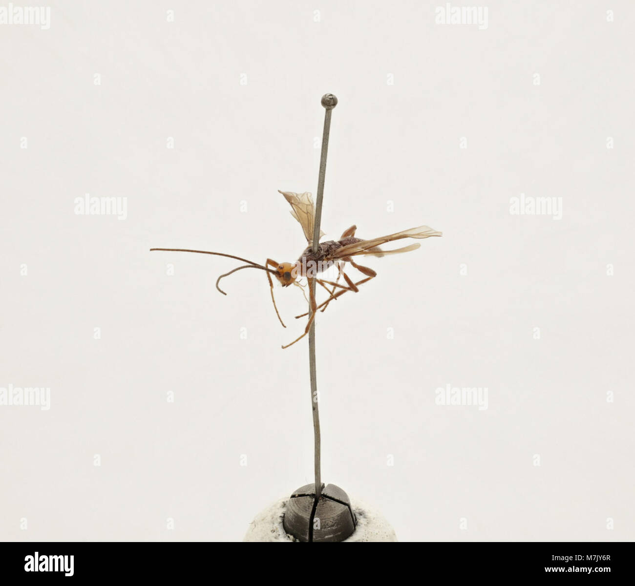 This image shows the insect Doryctes fulviceps, part of the Zoosphere ...