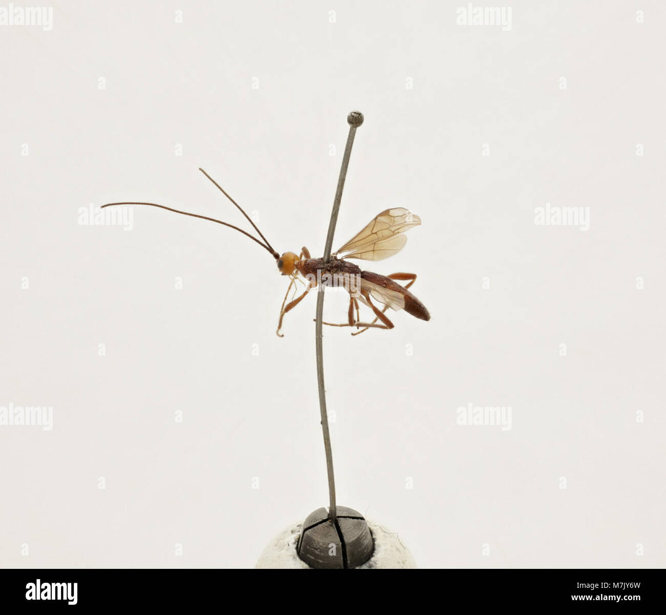 Doryctes fulviceps is a species within the animal kingdom, specifically ...