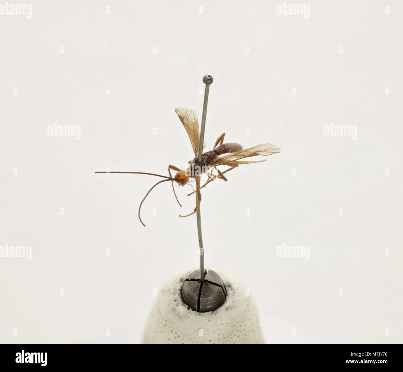This image features Doryctes fulviceps, a species from the Zoosphere ...