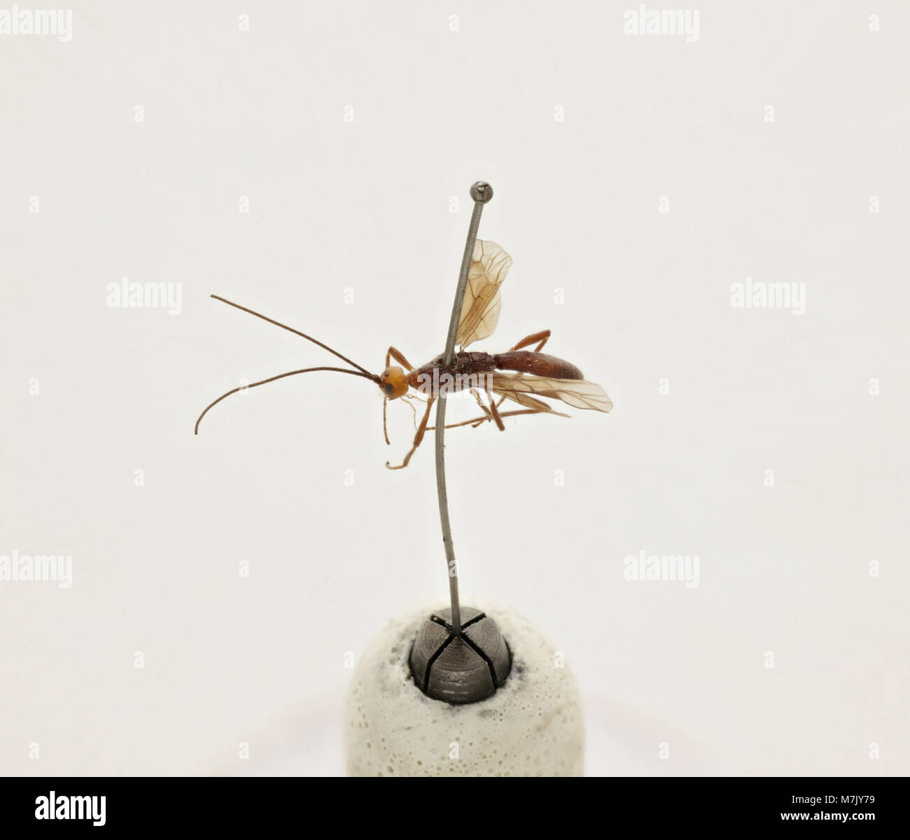Doryctes fulviceps is a species of beetle, identified through its ...