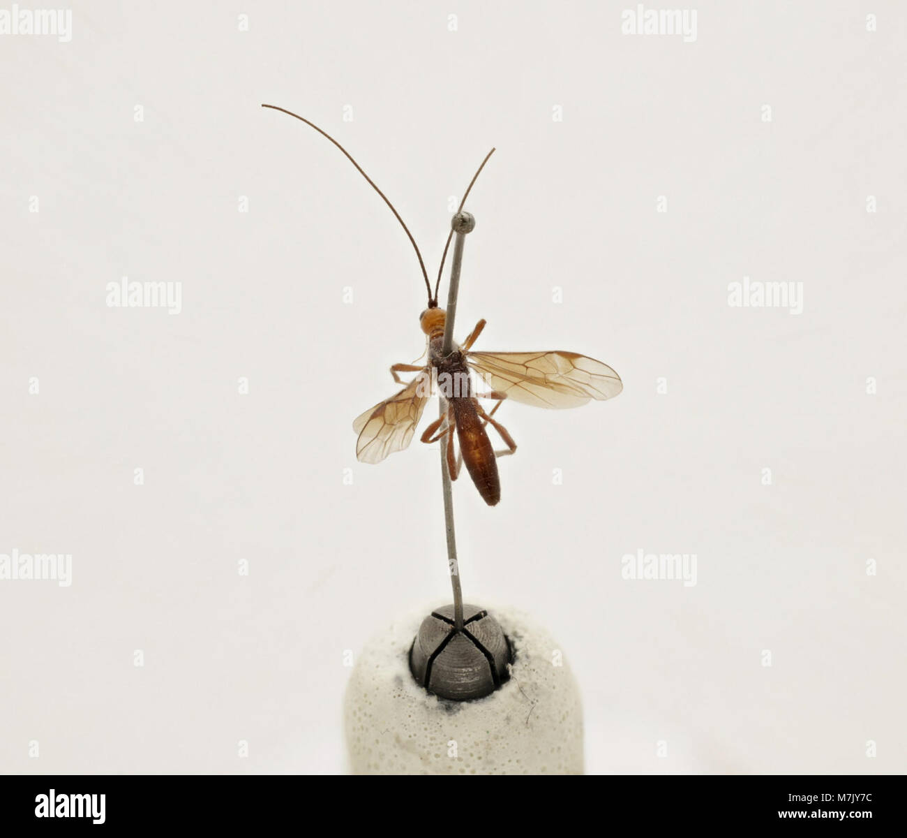 Wasp illustration anatomy hi-res stock photography and images - Alamy