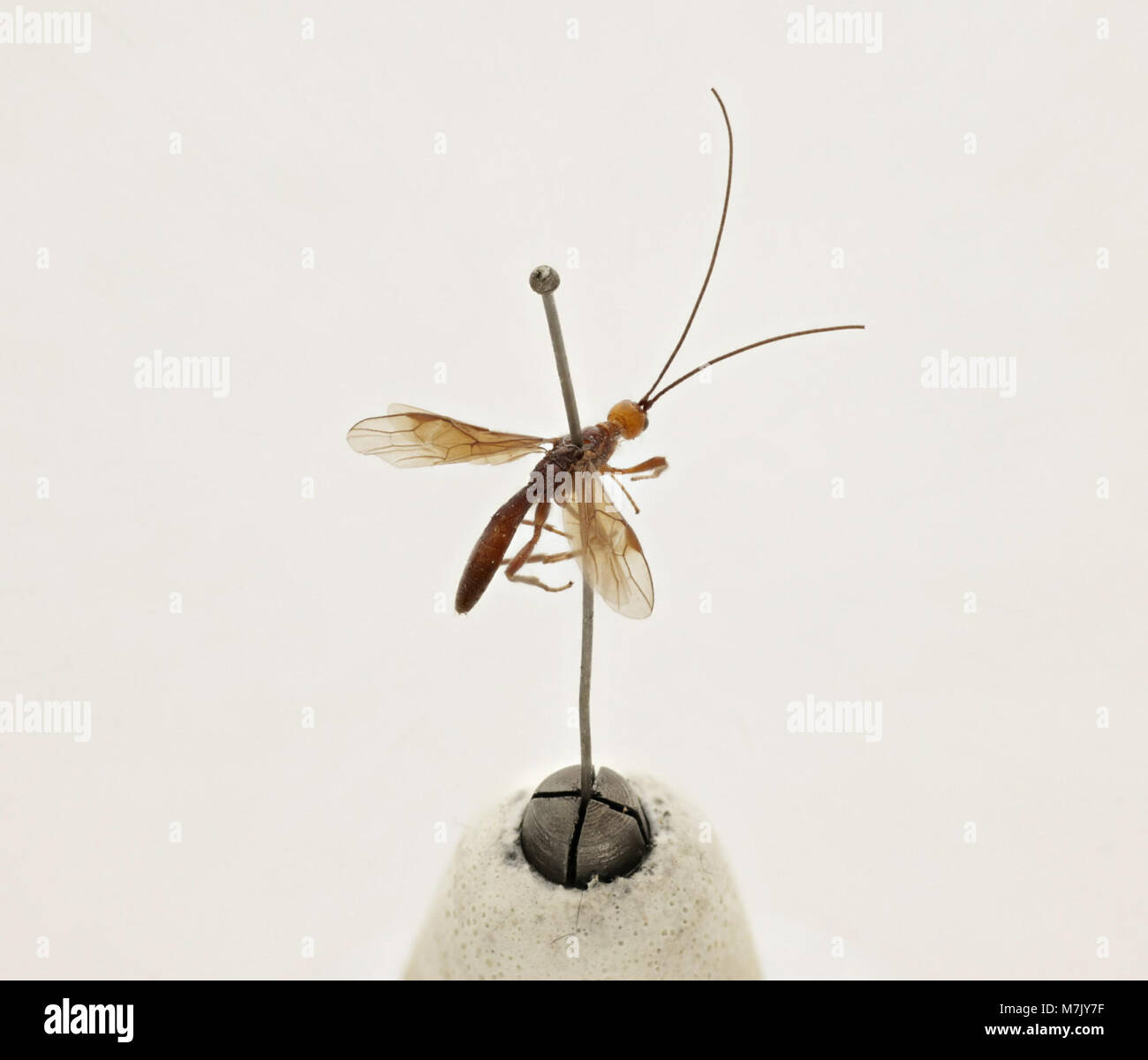 Doryctes fulviceps is a species of beetle featured in Zoosphere 138 084 ...