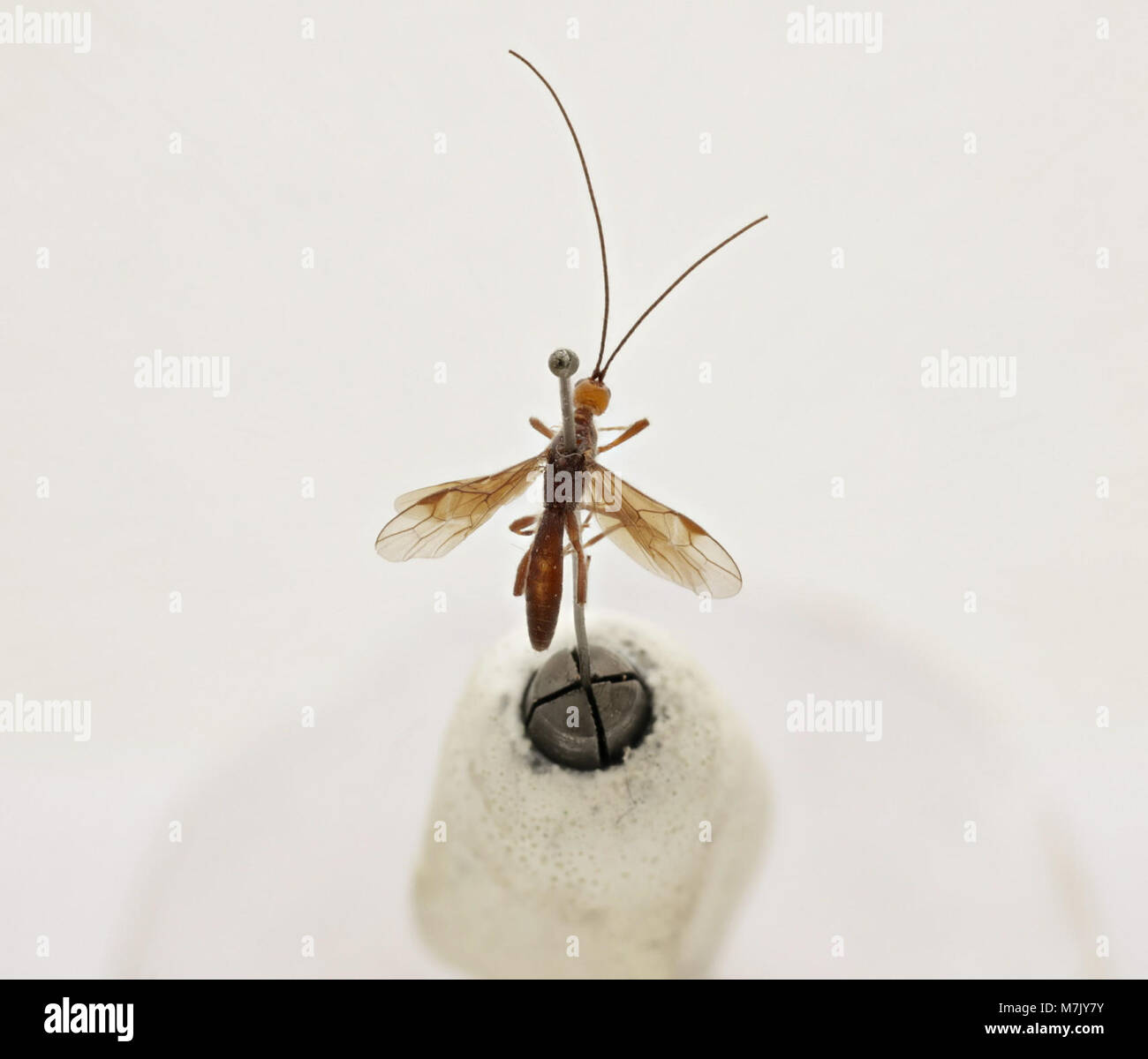 Doryctes fulviceps, an insect species featured in Zoosphere 138 095 ...