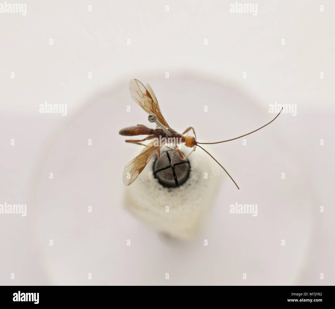 The image depicts Doryctes fulviceps, a species of parasitic wasp ...
