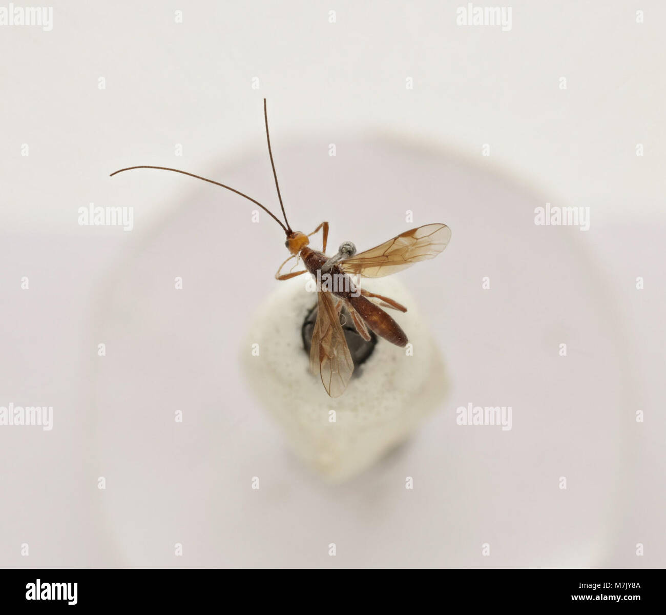 Doryctes fulviceps hi-res stock photography and images - Alamy