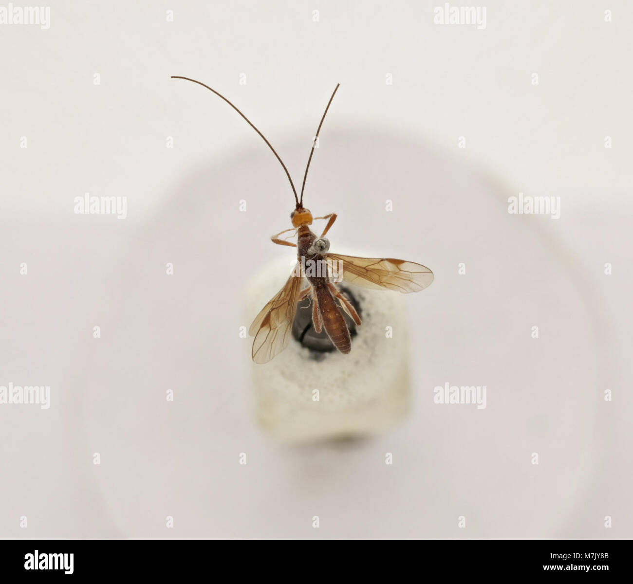 Doryctes fulviceps is a species of parasitic beetle. This image shows ...