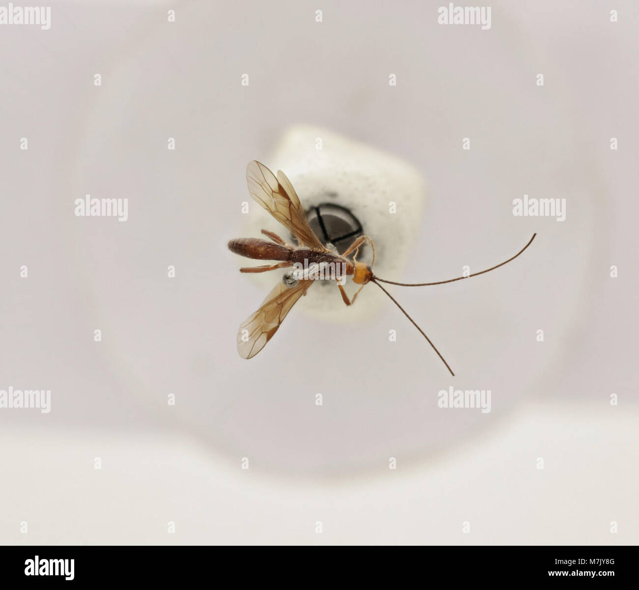 Doryctes fulviceps, a species from the Zoosphere collection, is ...