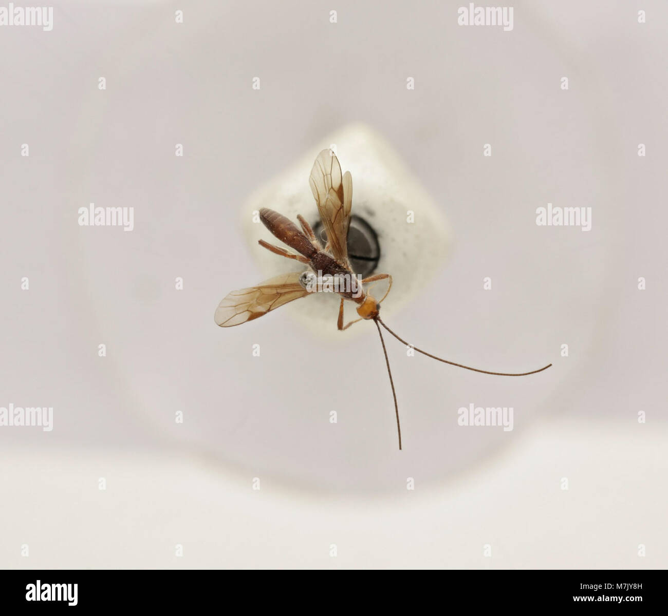 Photograph of the insect species Doryctes fulviceps, highlighting its ...
