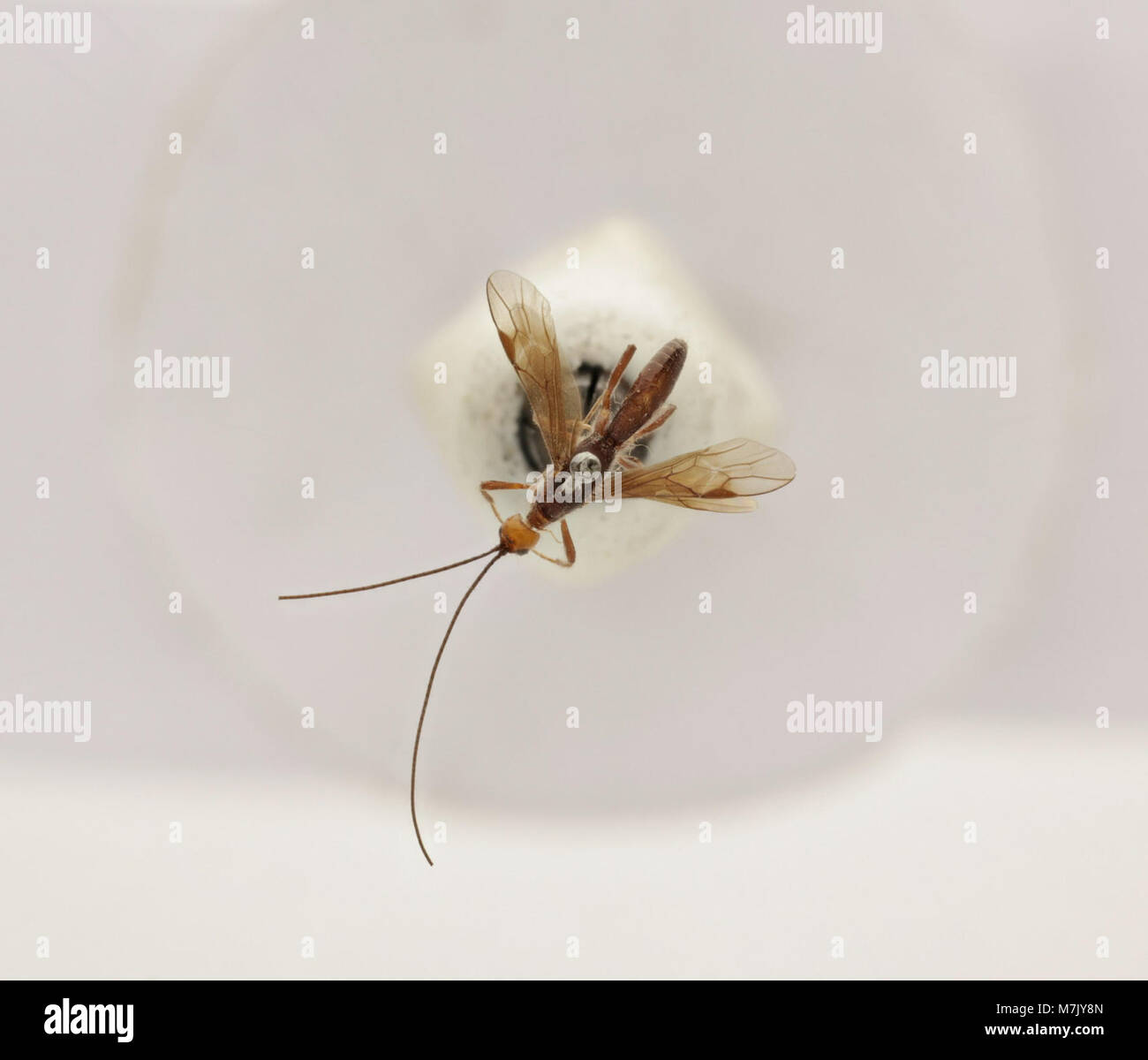 Doryctes fulviceps, a species of parasitic wasp, is shown in this image ...