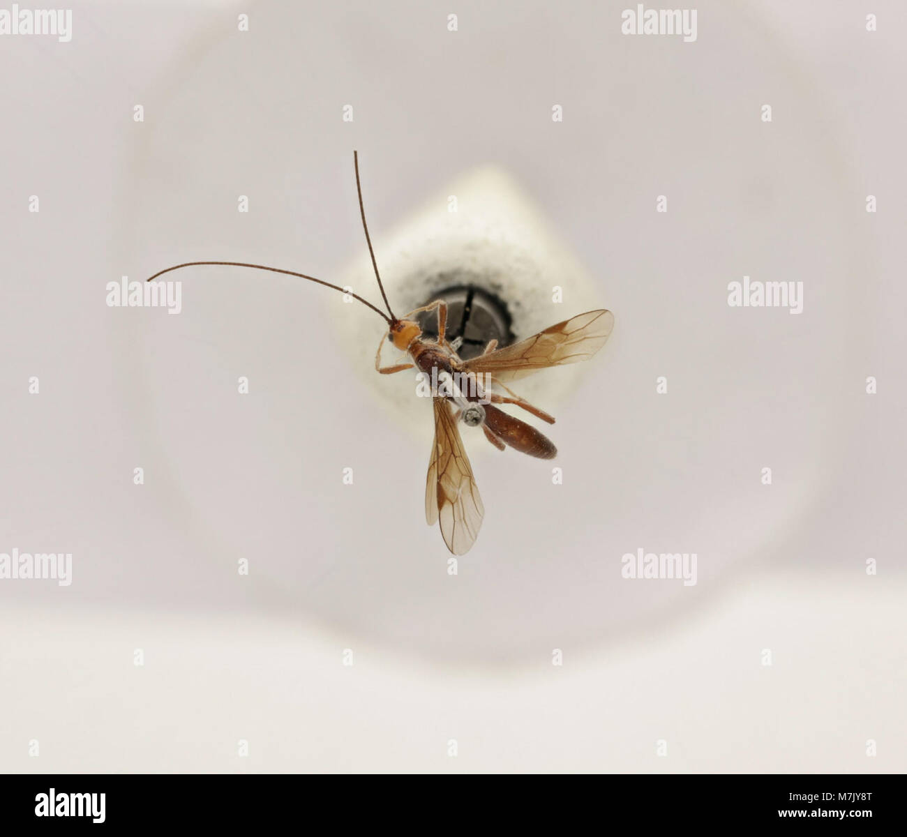This image features Doryctes fulviceps, a species within the Zoosphere ...