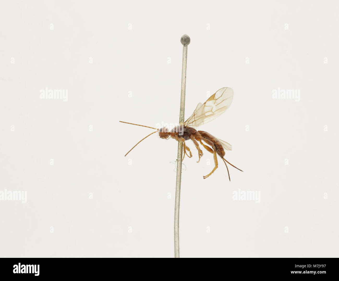 A scientific illustration of *Doryctes pomarius*, a species of ...