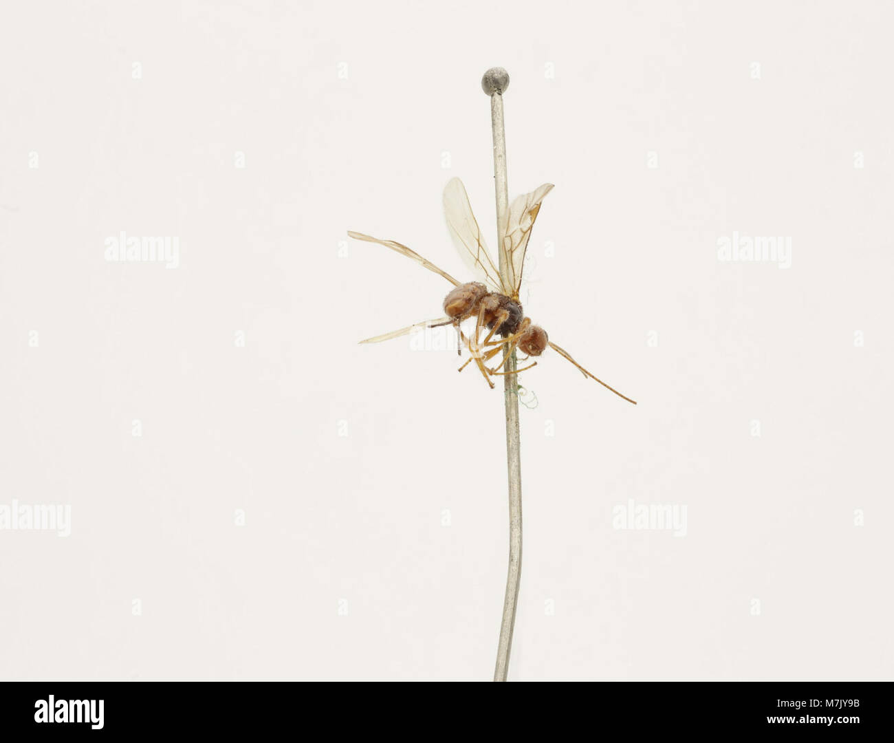 This image features Doryctes pomarius, a species of insect, captured ...