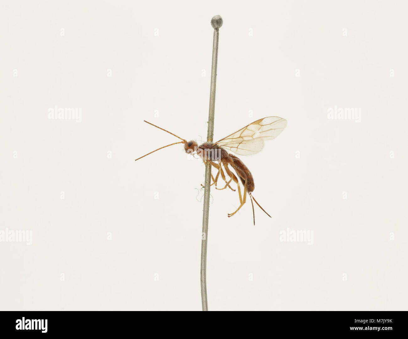 A microscopic photograph of Doryctes pomarius, a species of parasitic ...