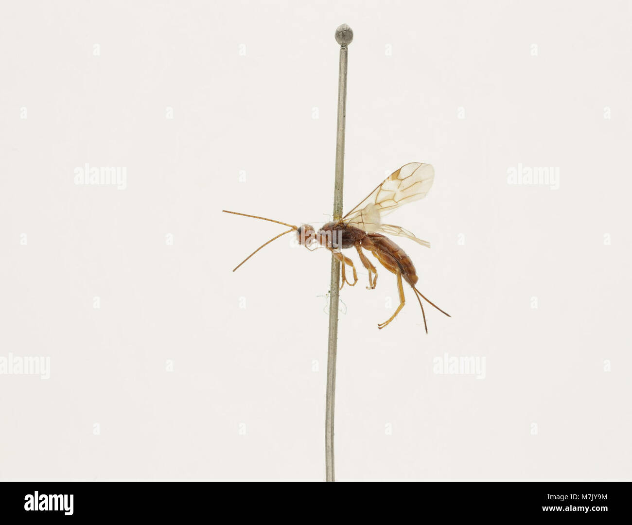 Doryctes pomarius, an insect species from the Zoosphere, is featured in ...
