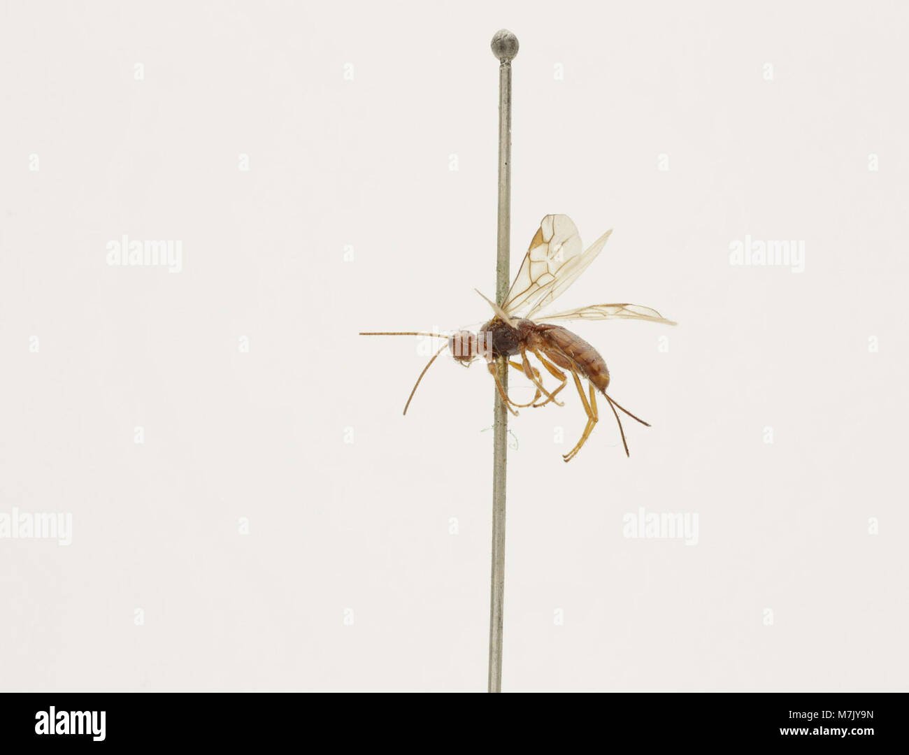 An image of Doryctes pomarius, a species of beetle, showcasing its ...