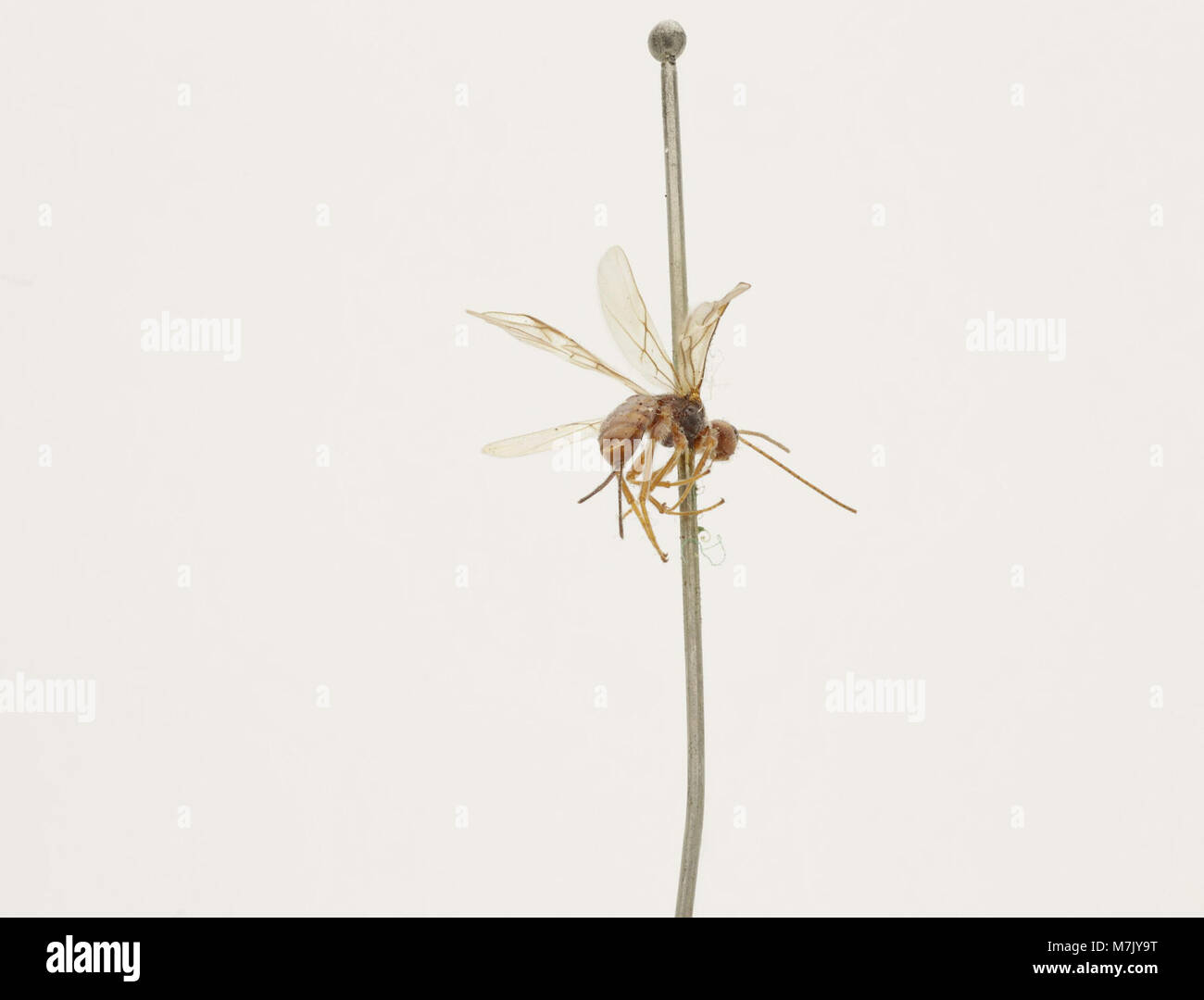 Doryctes pomarius, a parasitic wasp species, is important in entomology ...