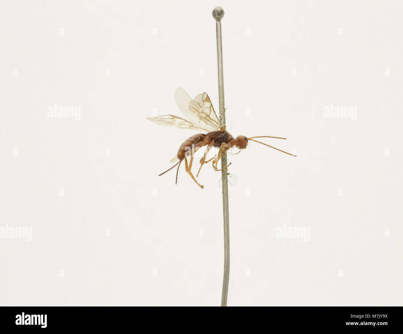 A scientific image of the beetle species Doryctes pomarius, identified ...