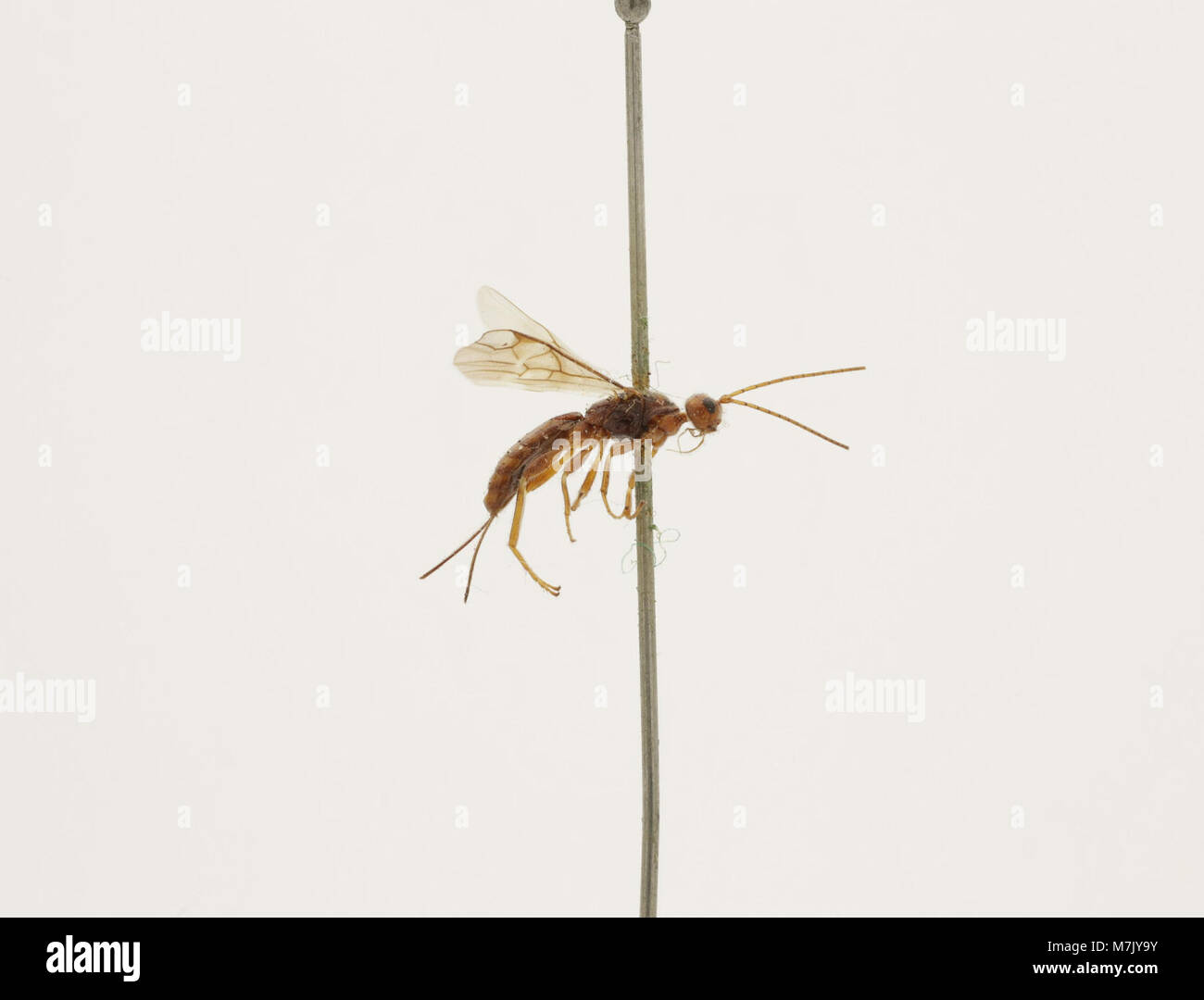 Doryctes pomarius, a species of beetle, described as part of the ...