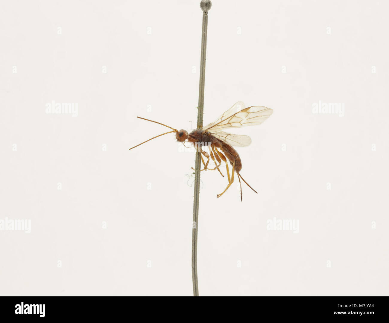 Doryctes pomarius is a species of parasitic wasp, identified within the ...