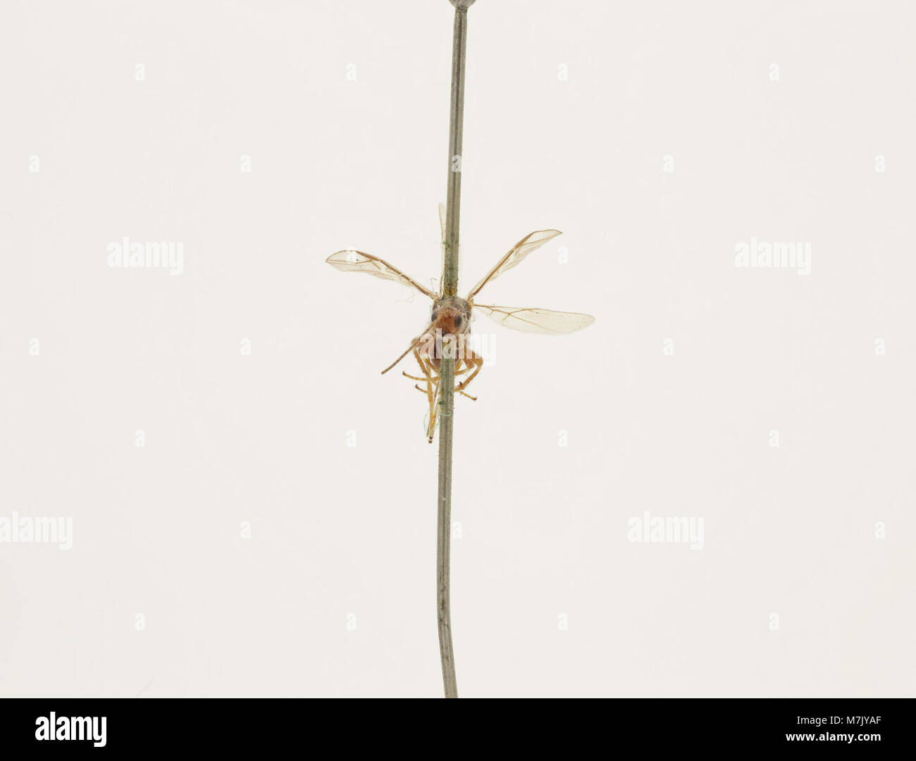 Doryctes pomarius is a species of parasitic wasp. This image highlights ...
