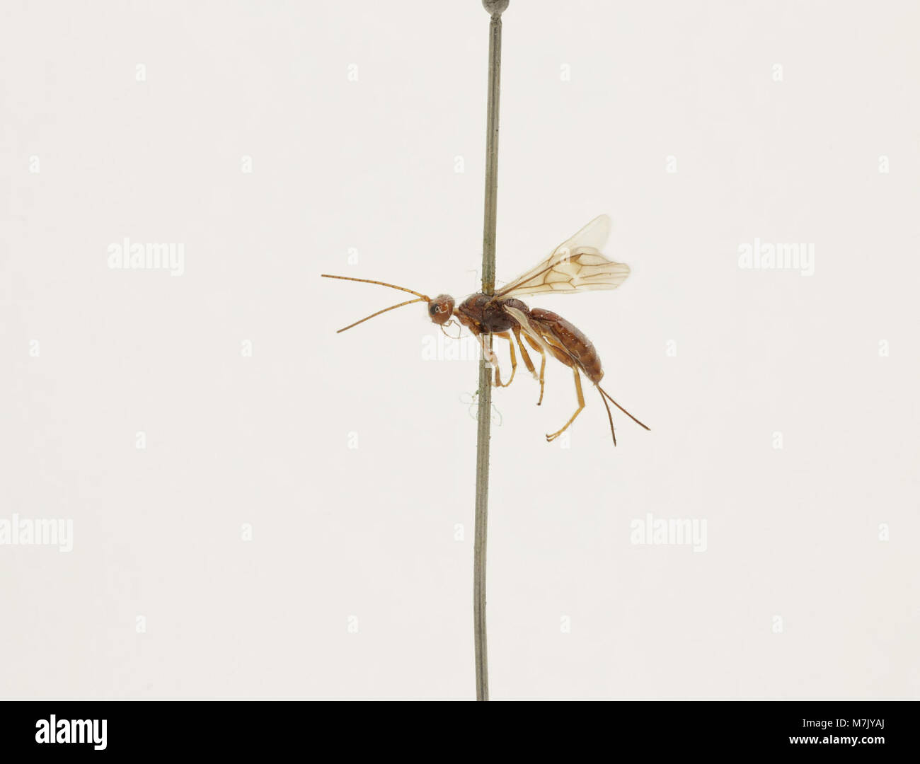 An image of *Doryctes pomarius*, a species of beetle from the family ...