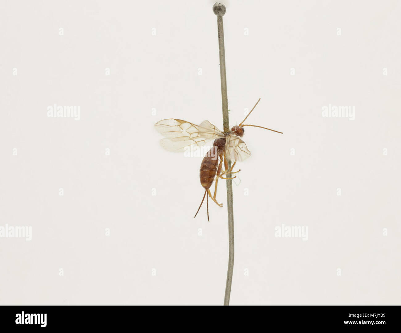 Doryctes pomarius, a species of beetle, is depicted in this image ...