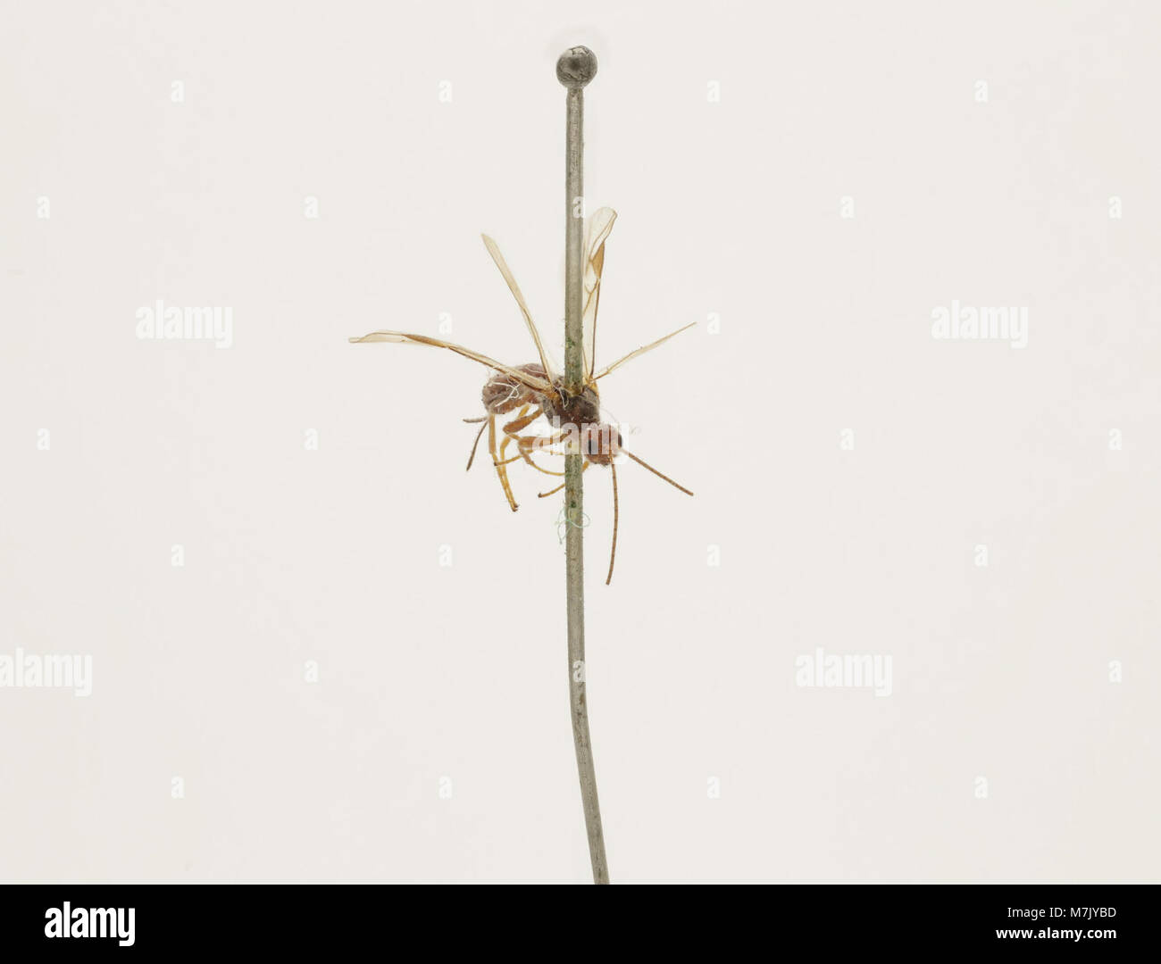 Doryctes pomarius (Zoosphere 137 063 Stock Photo - Alamy