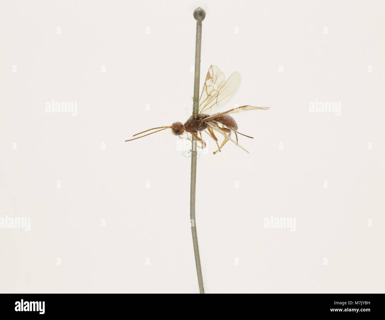 A detailed image of the insect species Doryctes pomarius, captured in a ...