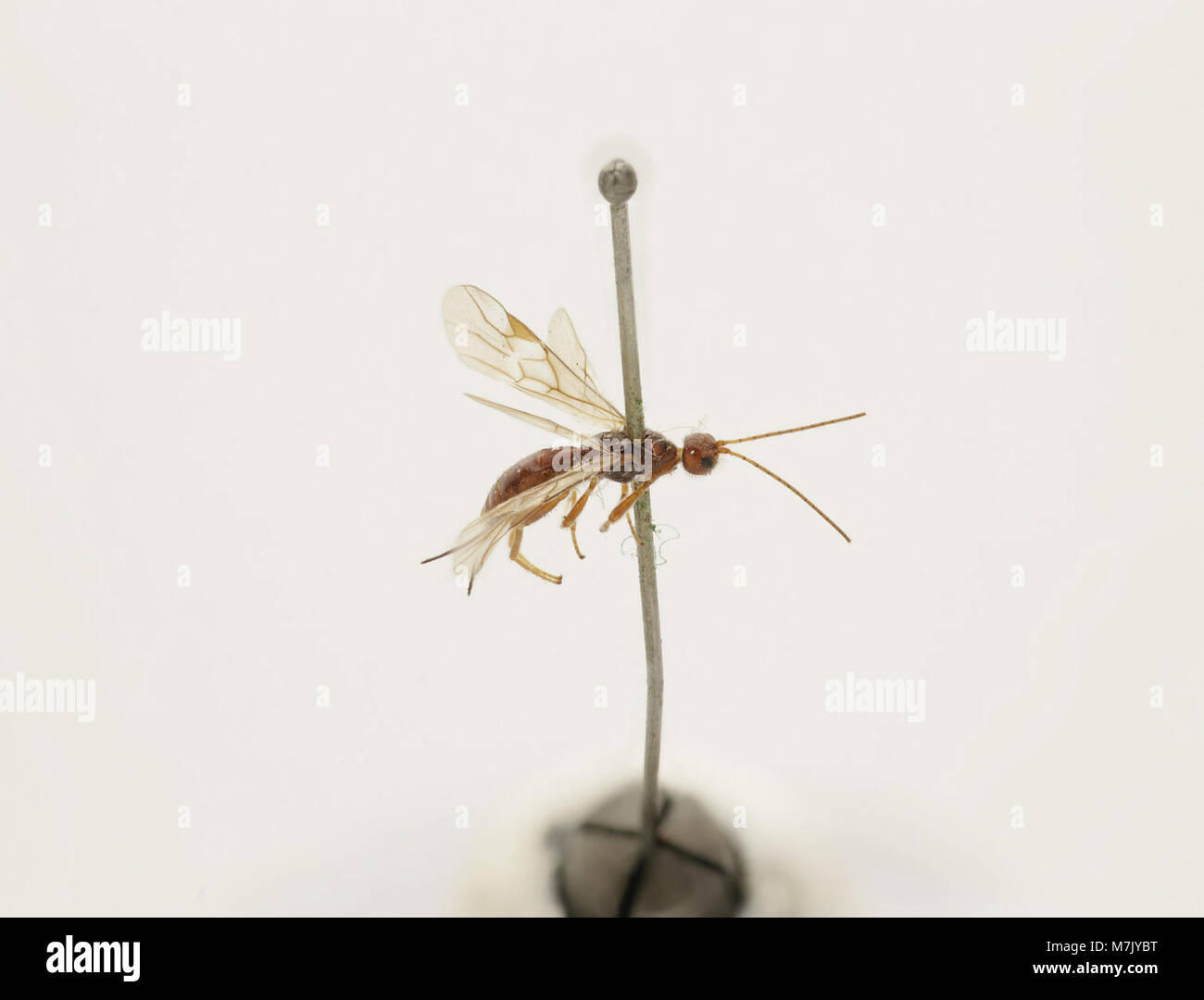 Doryctes pomarius, a species of parasitic wasp, featured in a detailed ...