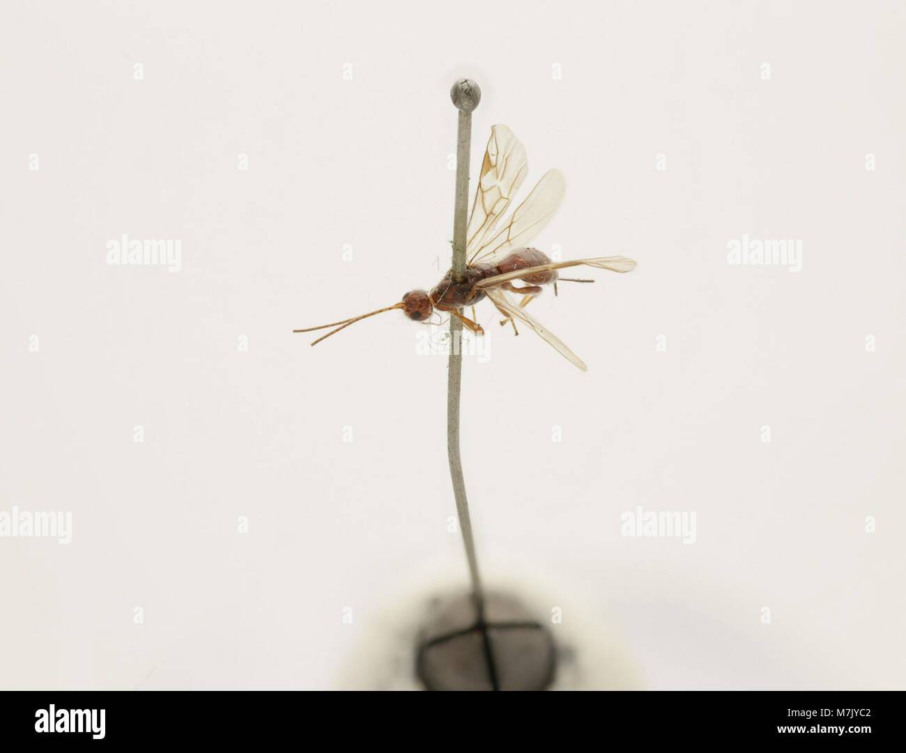 A detailed image of Doryctes pomarius, an insect species known for its ...