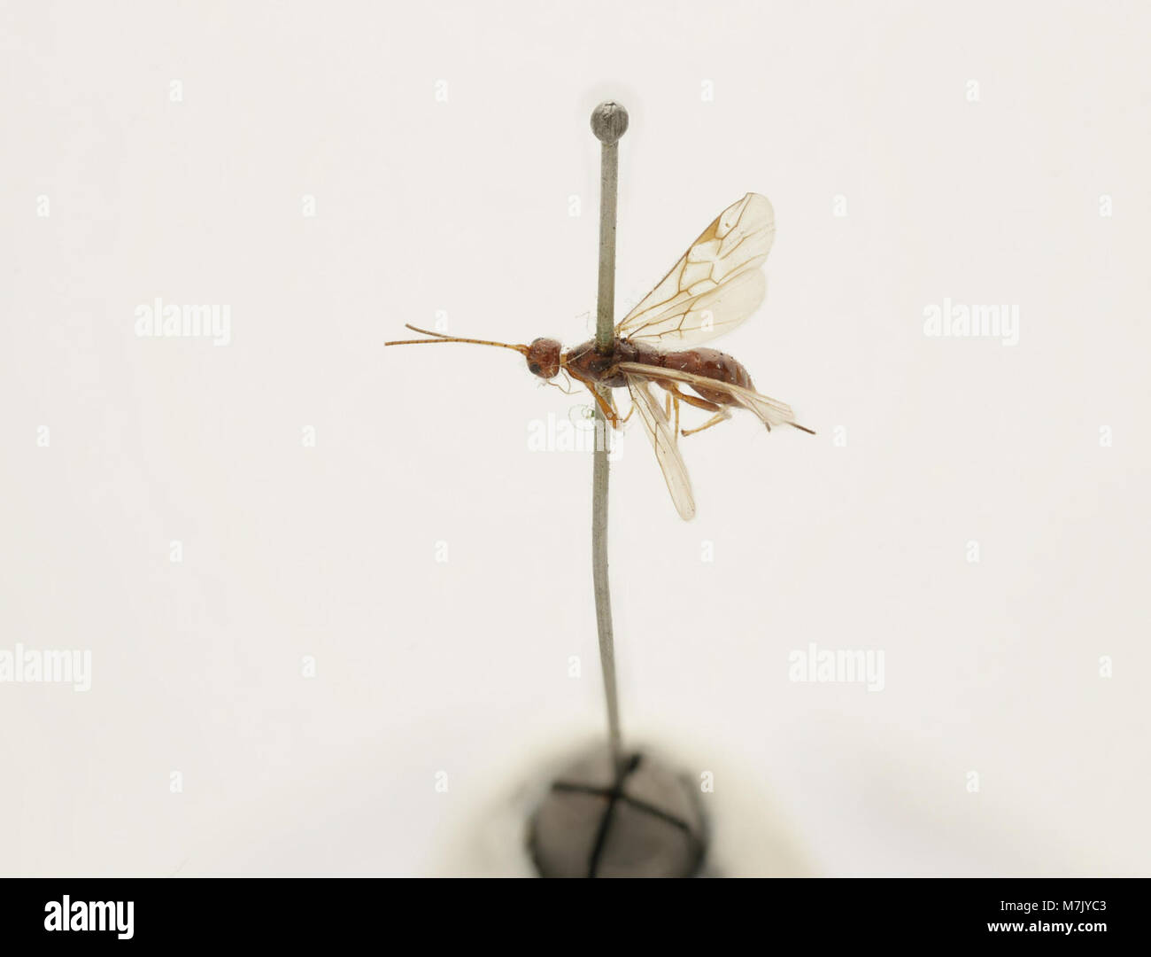 Doryctes pomarius, a species of beetle, captured in a scientific ...