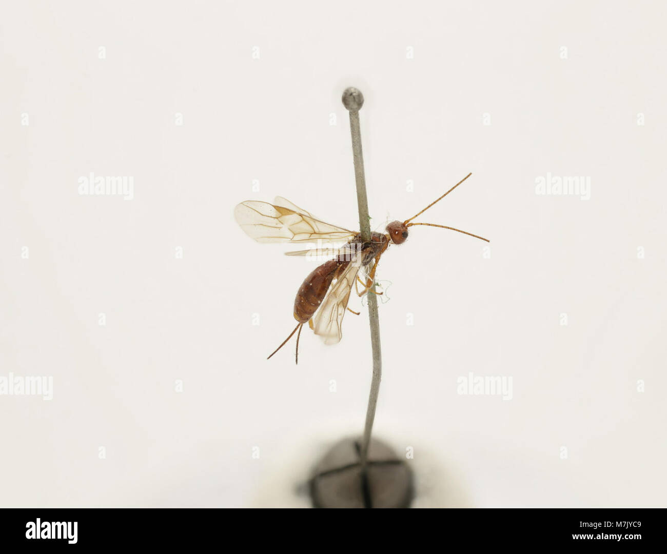 An image of Doryctes pomarius, a species in the beetle family. This ...
