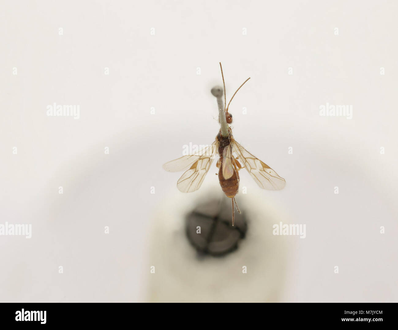 An image of Doryctes pomarius, a species of parasitic wasp, providing a ...