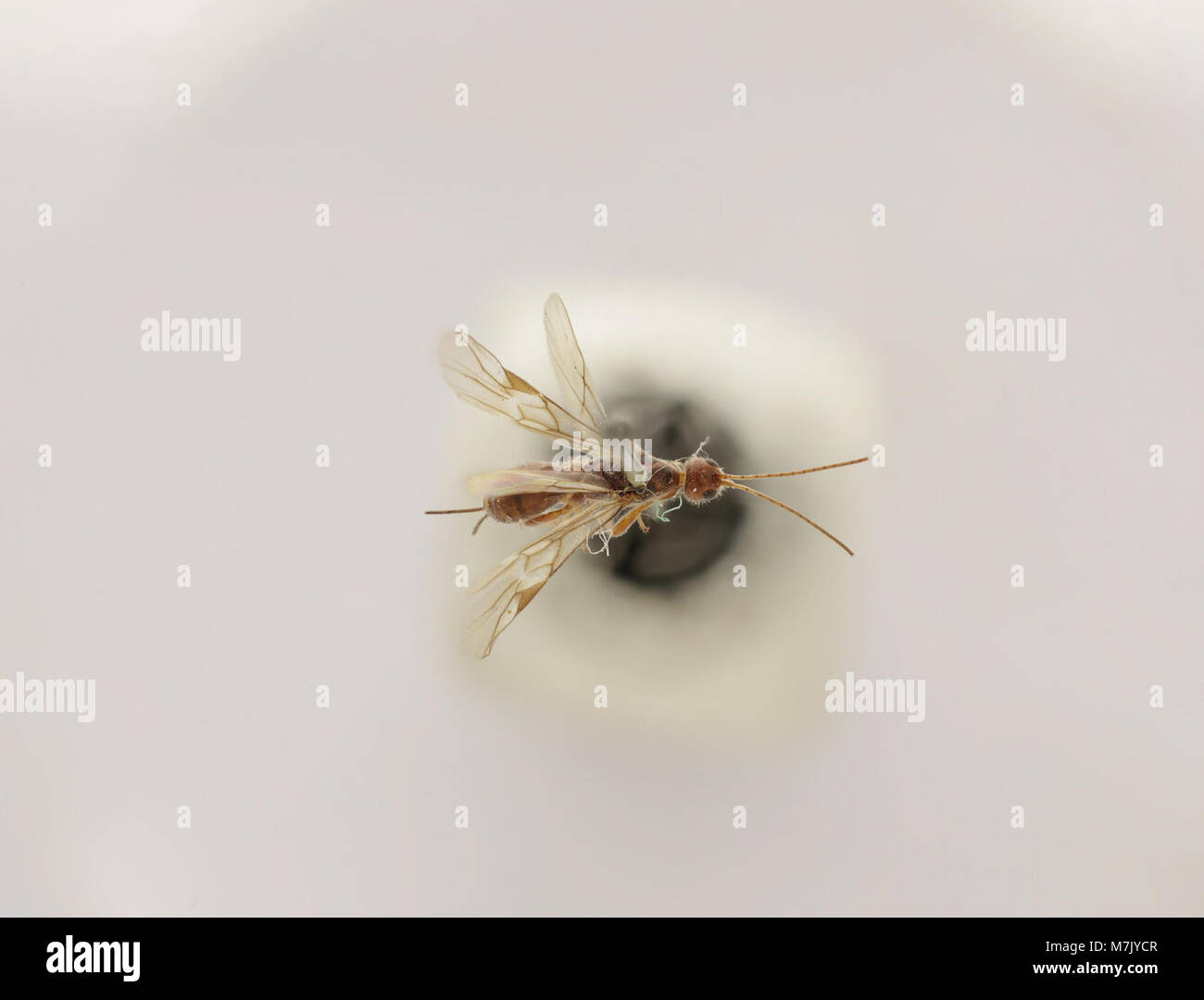 Doryctes pomarius, a species in the order Coleoptera, known for its ...