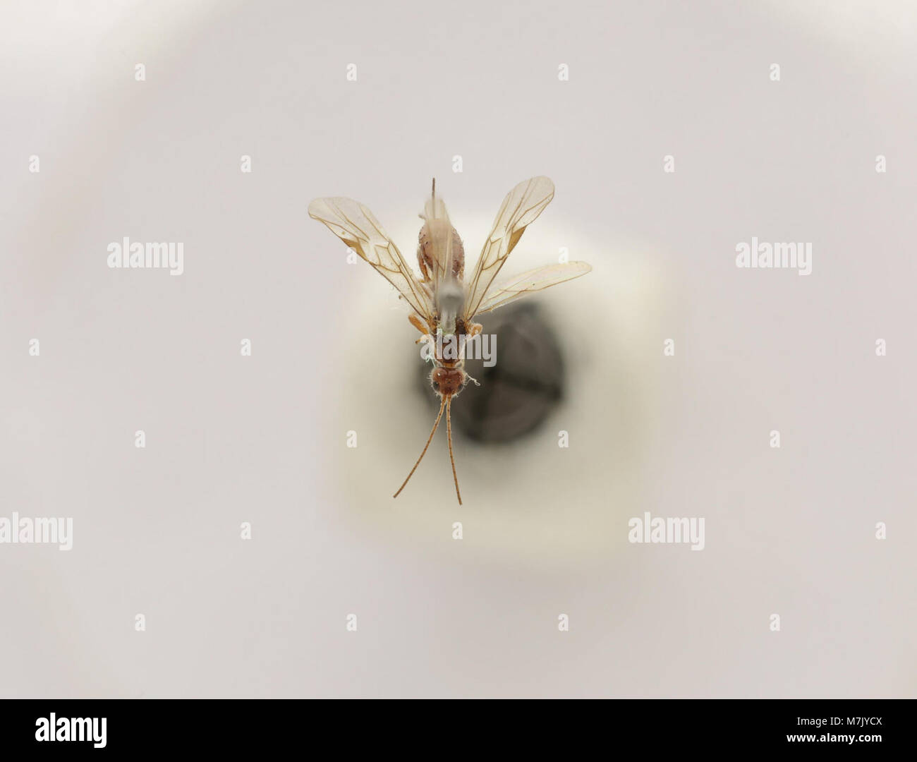 An image of Doryctes pomarius, a species of beetle. The photograph ...