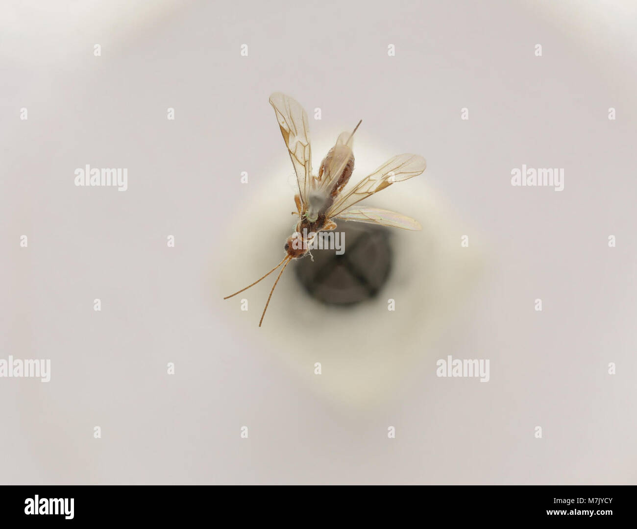 An image of Doryctes pomarius, a species of beetle belonging to the ...