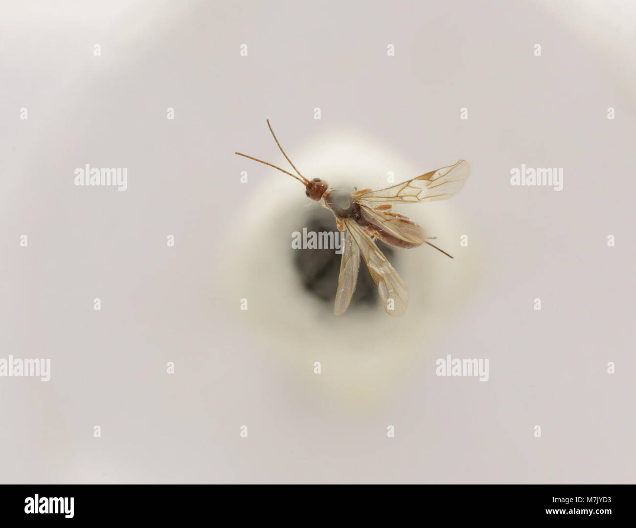 This scientific illustration shows Doryctes pomarius, a species of ...