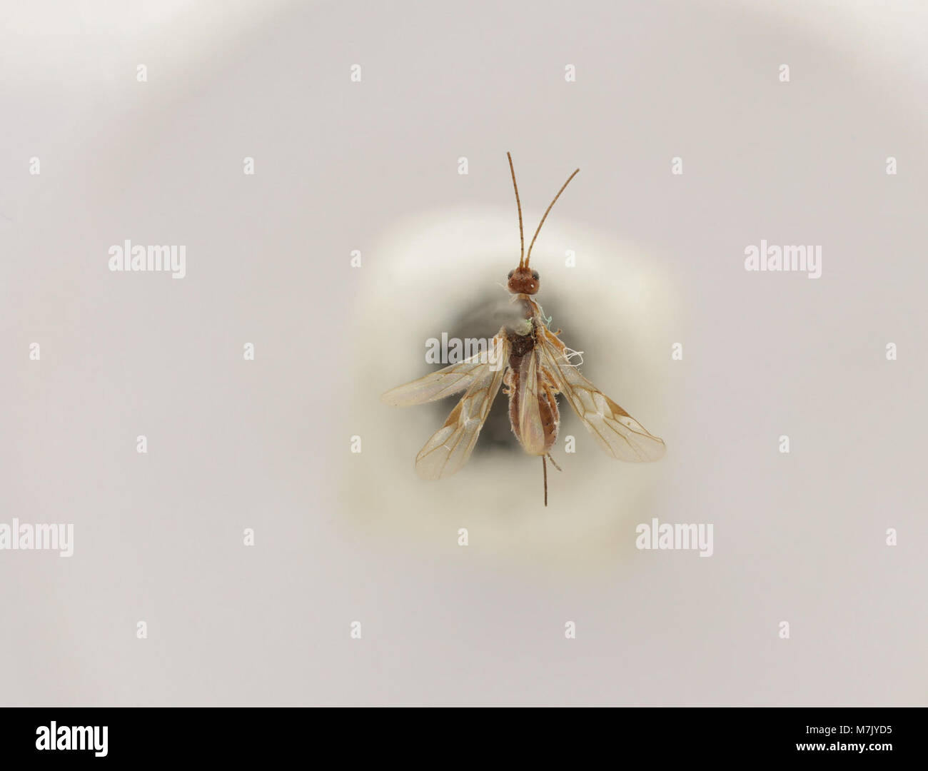 A detailed image of the insect species Doryctes pomarius, showcasing ...