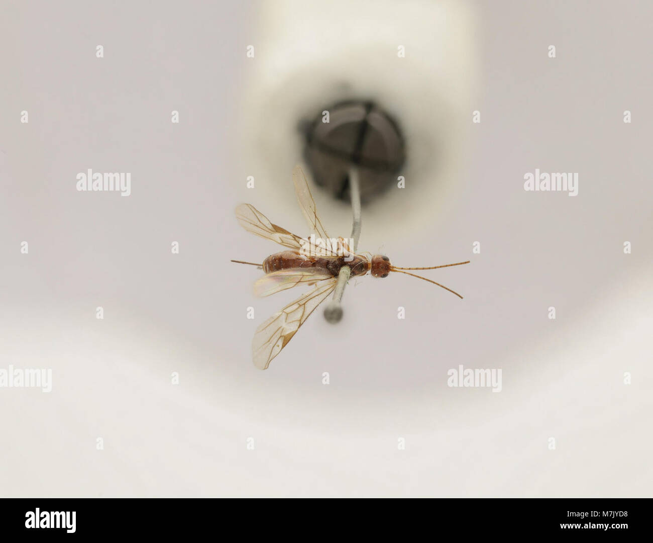 Doryctes pomarius is a species of parasitic wasp in the family ...