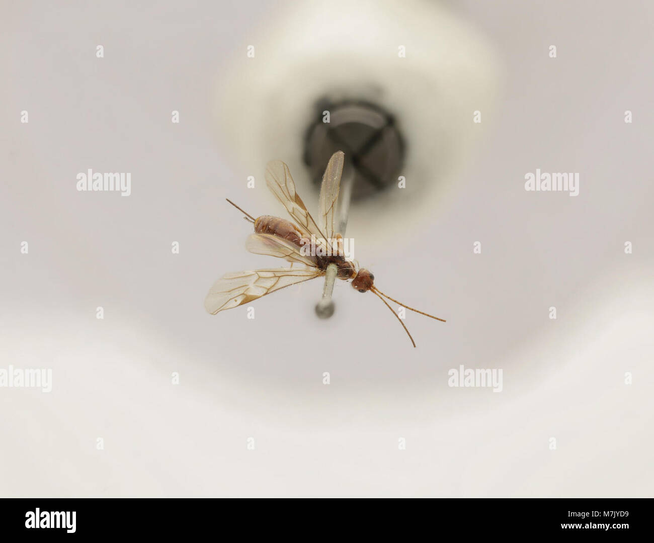 A scientific illustration of Doryctes pomarius, a species of parasitic ...