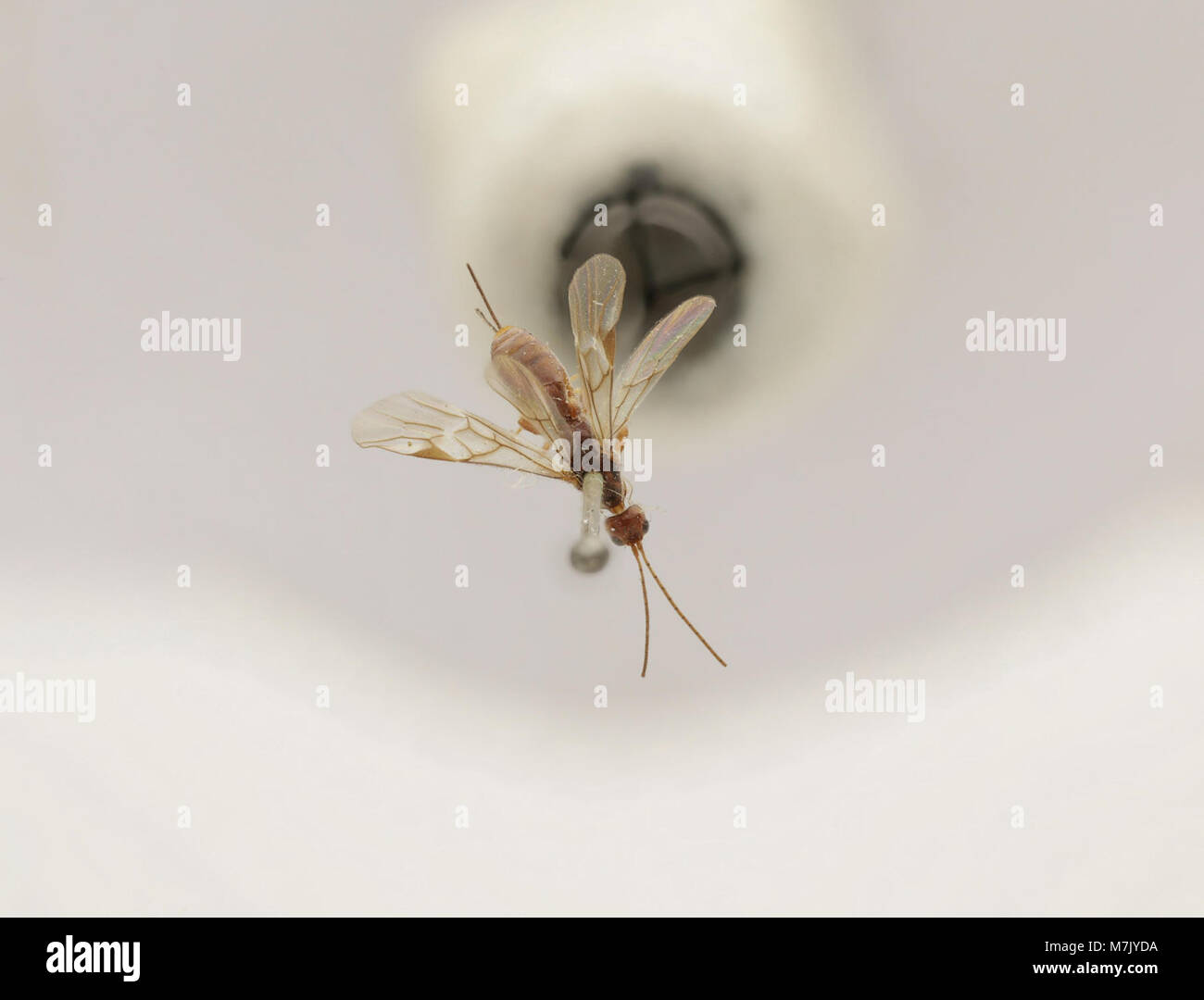 Doryctes pomarius is a species of wasp belonging to the family ...